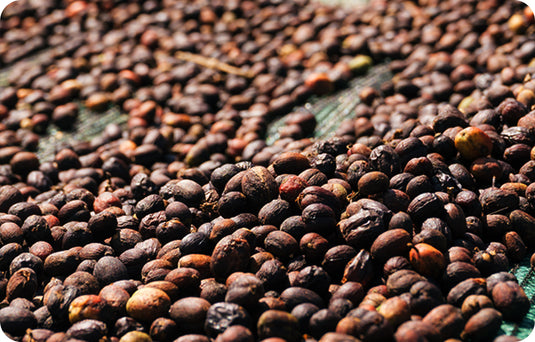 Our Story & Journey | Nomads Roastery